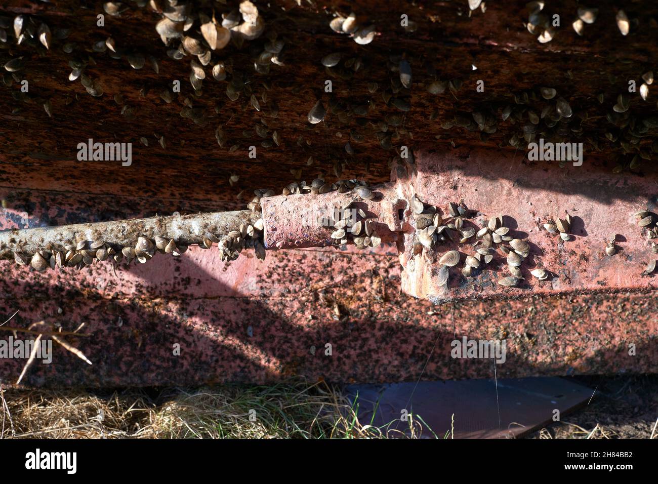Hull of a ship encrusted with small shells Stock Photo - Alamy