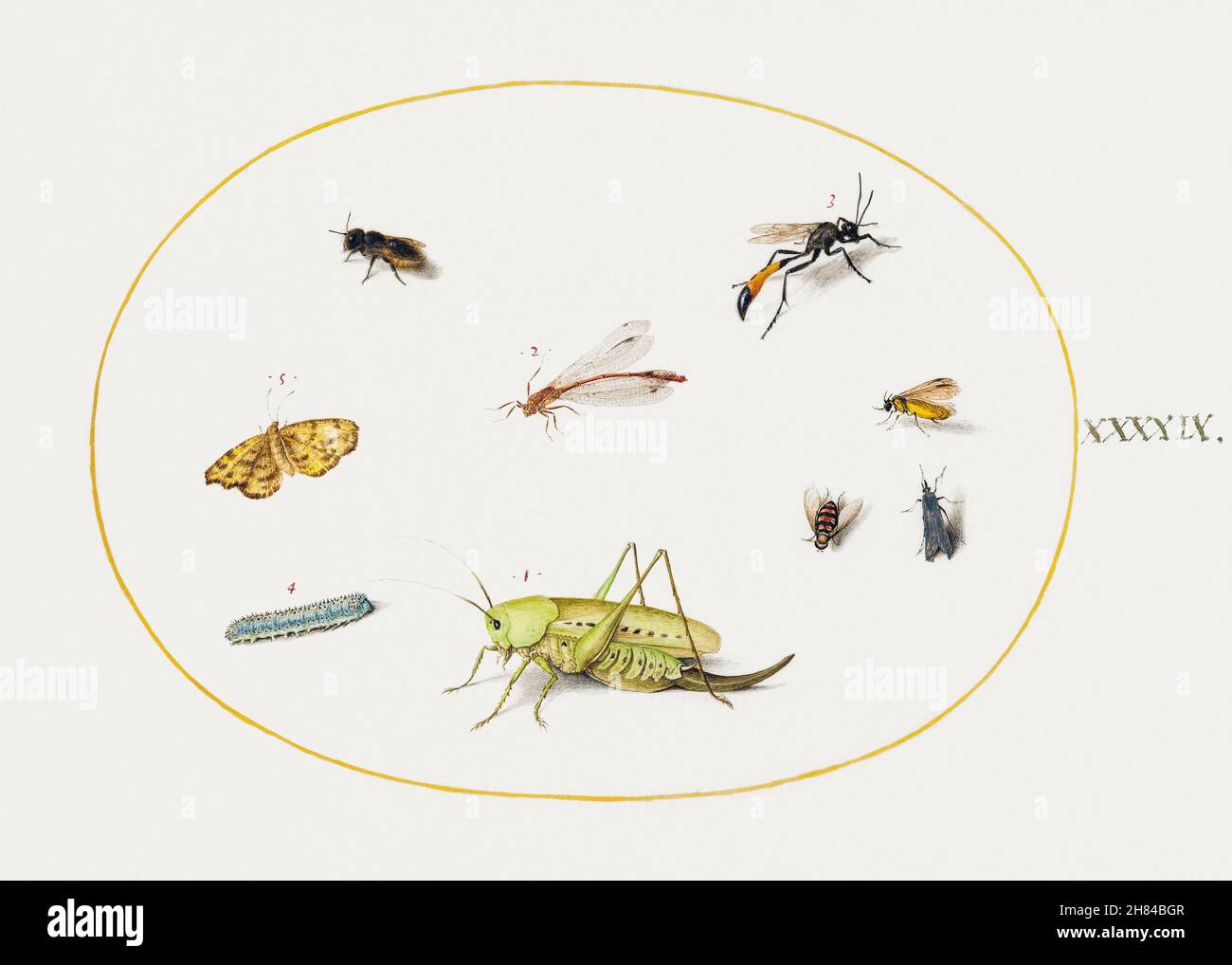 A Grasshopper, a Caterpillar, a Butterfly, a Moth, and Other Insects ...