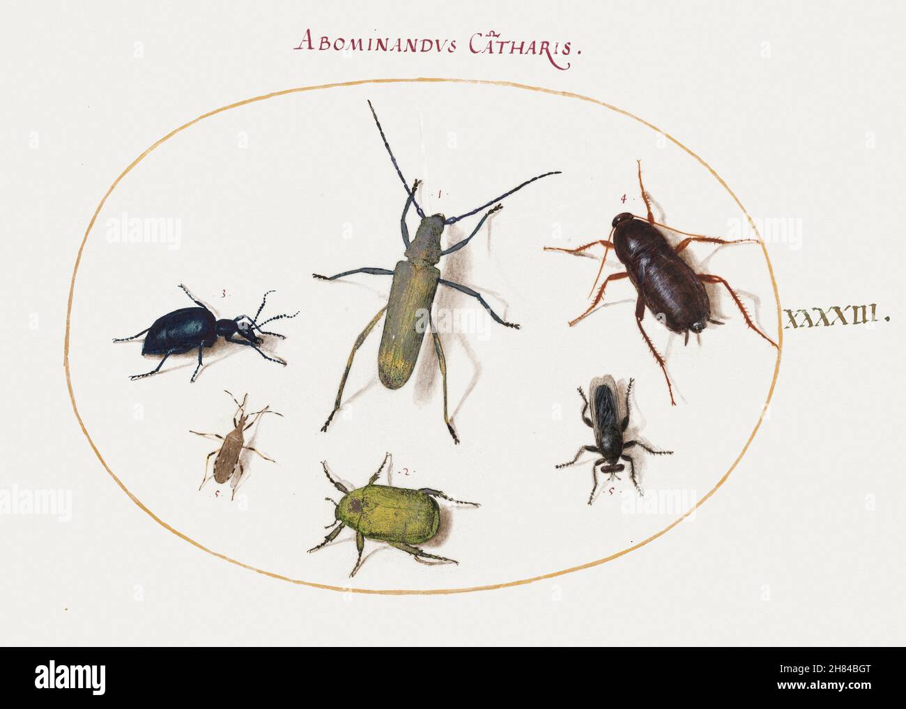 A Golden-Bloomed Gray Longhorn, Tansy Beetle, Cockroach, Leaf-Footed ...