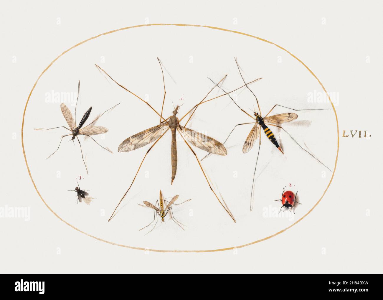 A Ladybug, a Fly, and Four Other Insects (1575–1580) painting in high ...