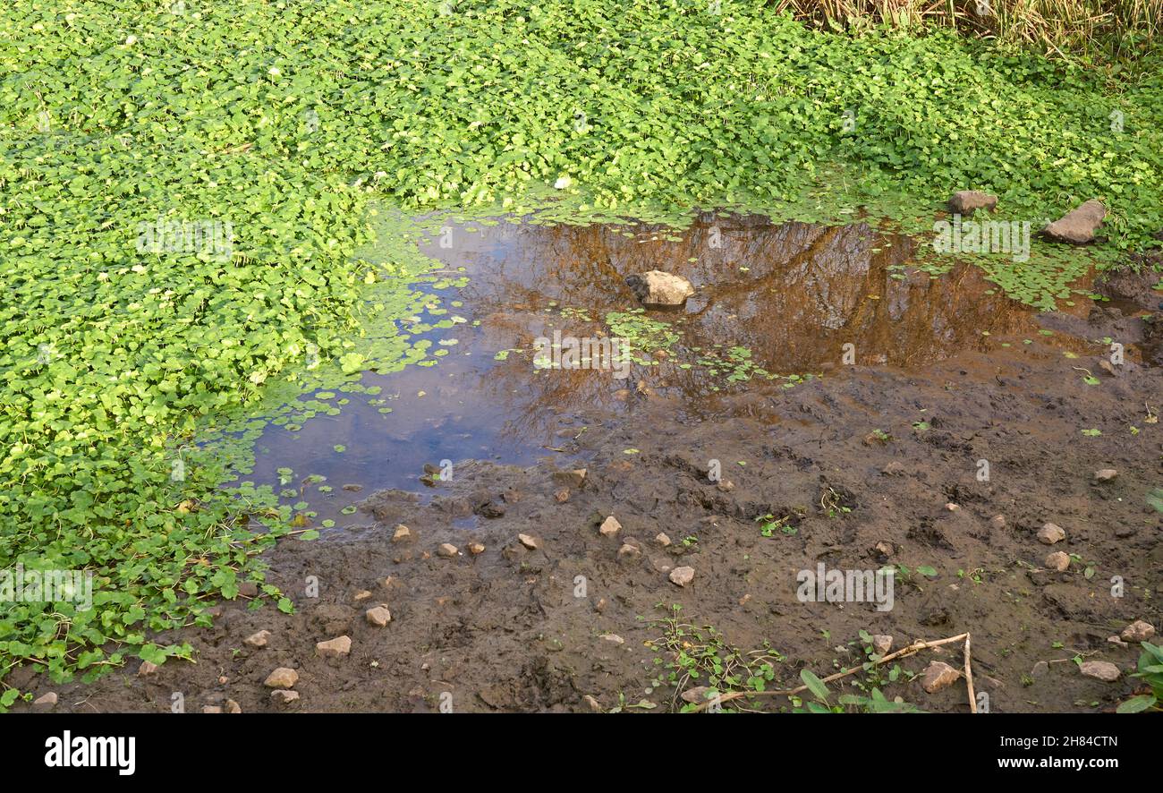 Dense water weed in a river Stock Photo - Alamy