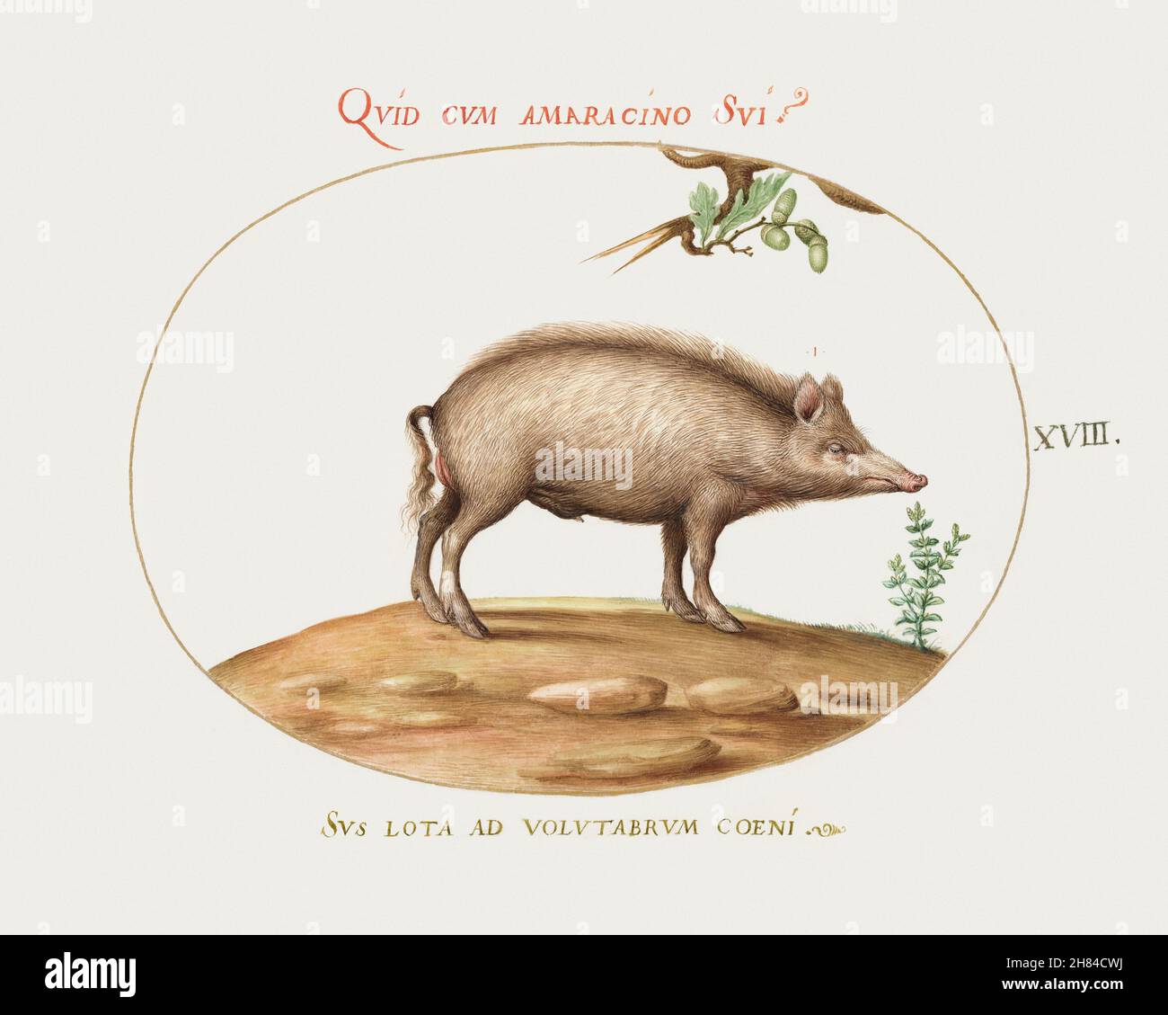 A Pig with Acorns (1575–1580) painting in high resolution by Joris ...