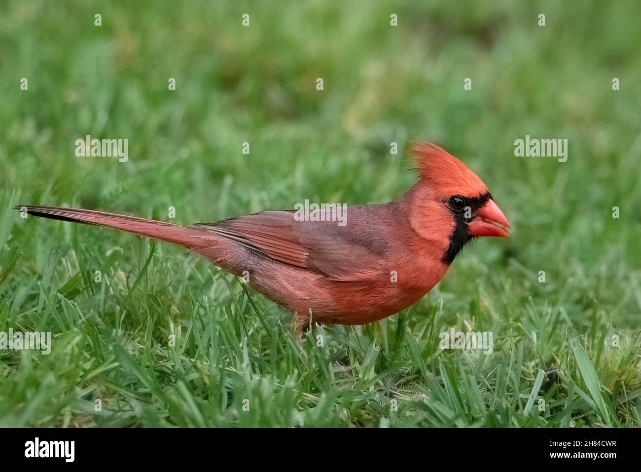 Red crested cardinal bird lawn grass hi-res stock photography and ...
