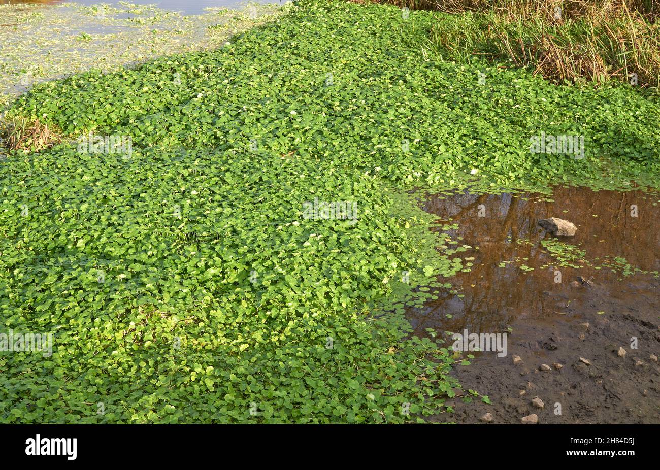 Dense water weed in a river Stock Photo - Alamy