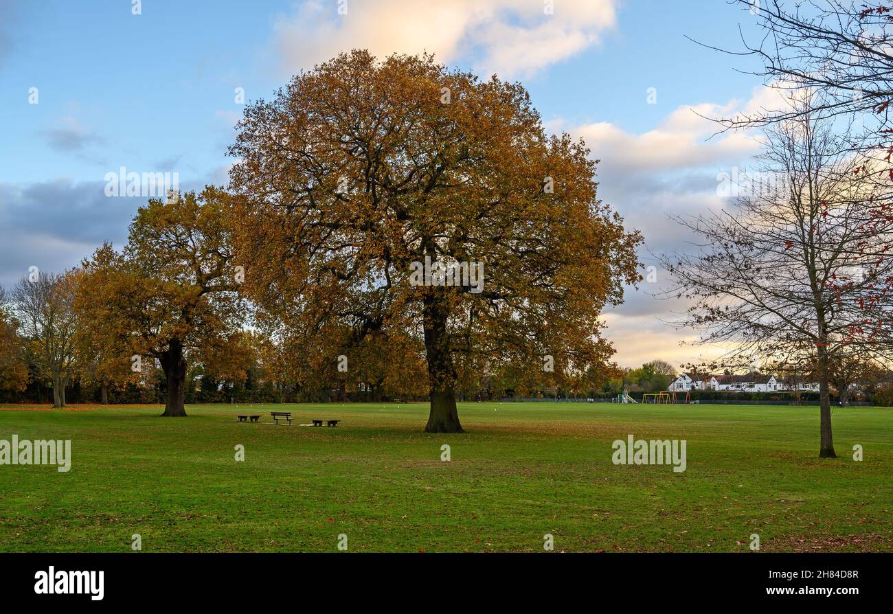 Fall (autumn) trees in Blake Recreation Ground in West Wickham, Kent ...