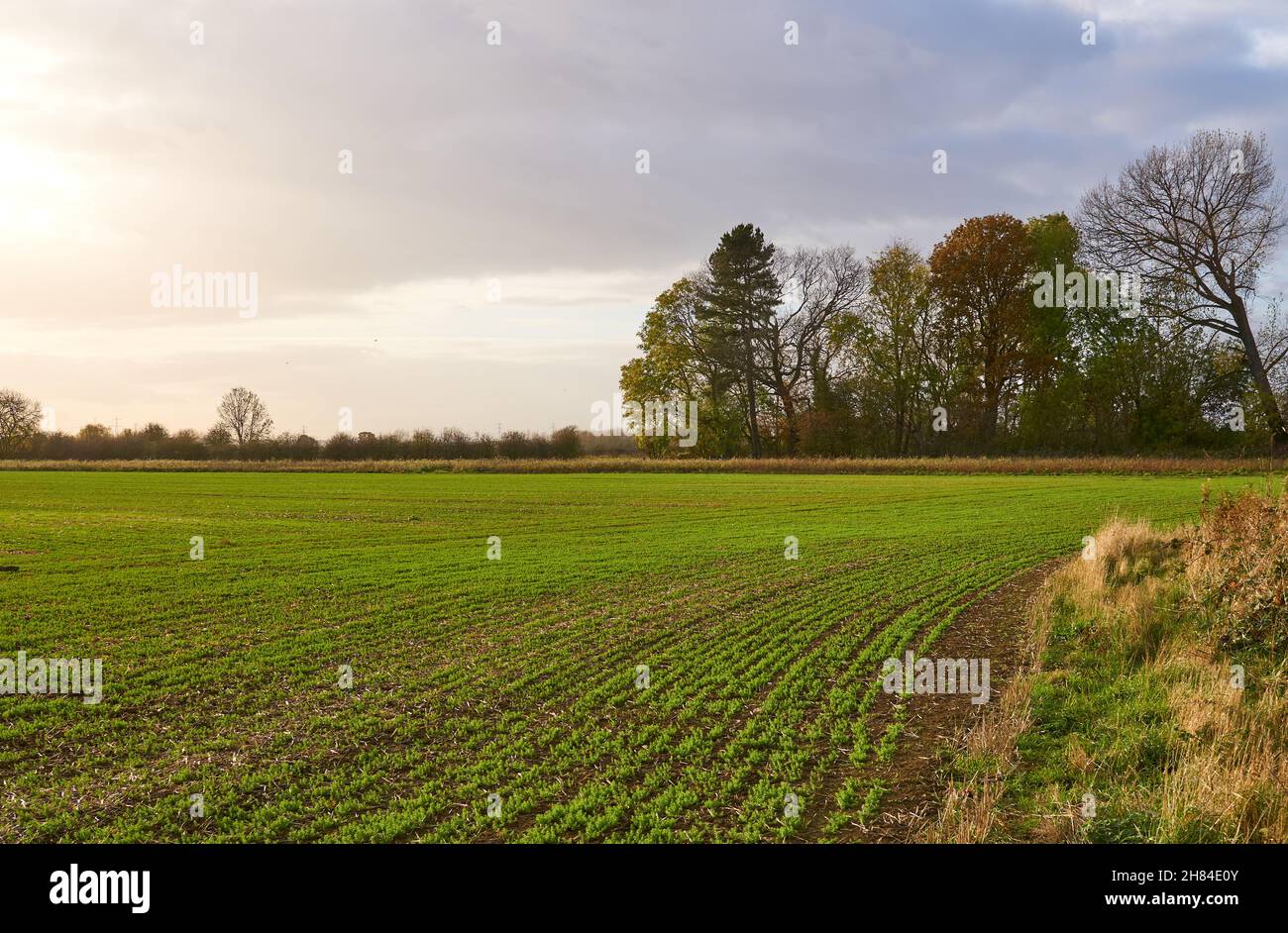 New crop growing on farm land Stock Photo - Alamy