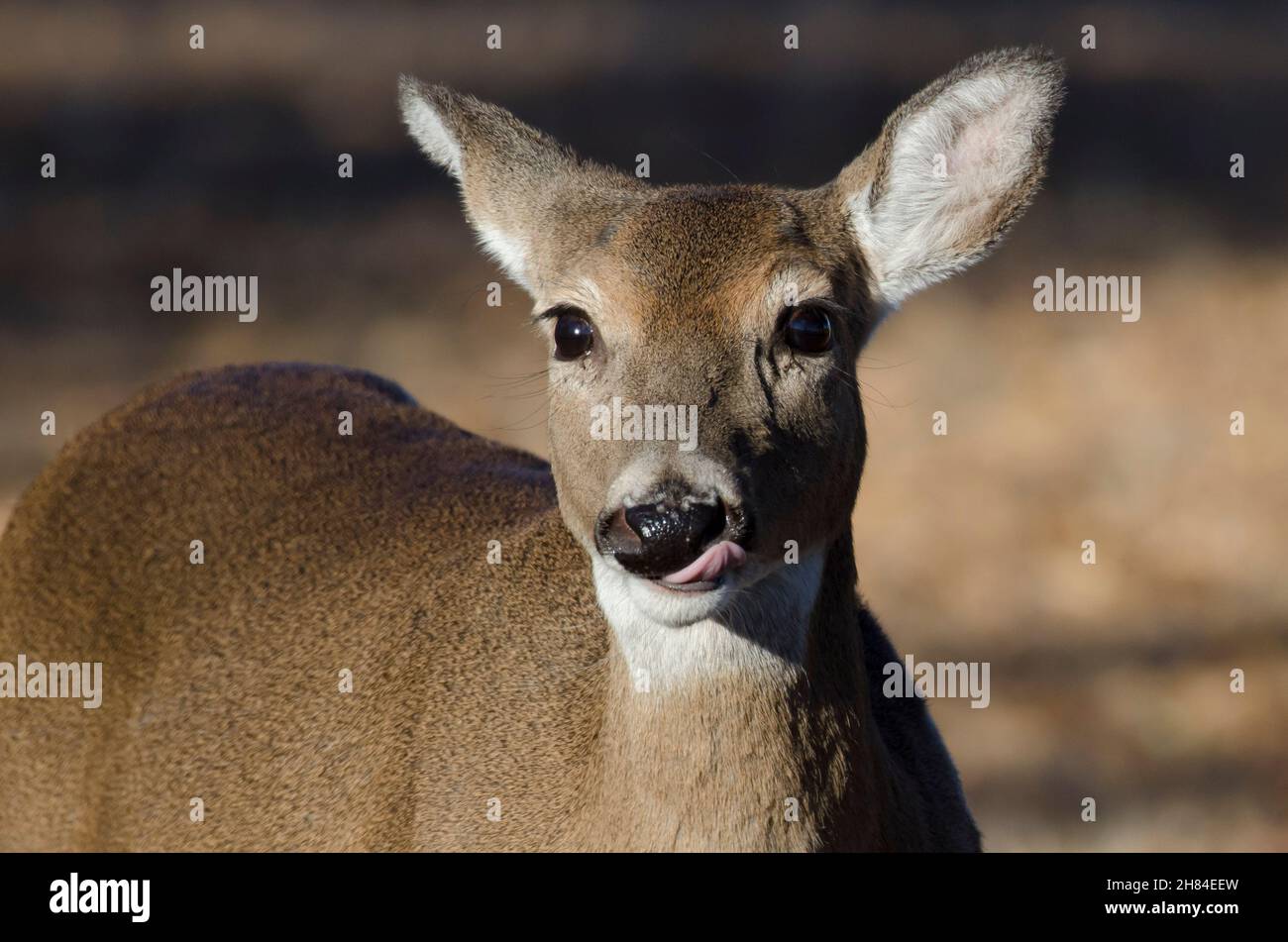 Deer licking lips hi-res stock photography and images - Alamy