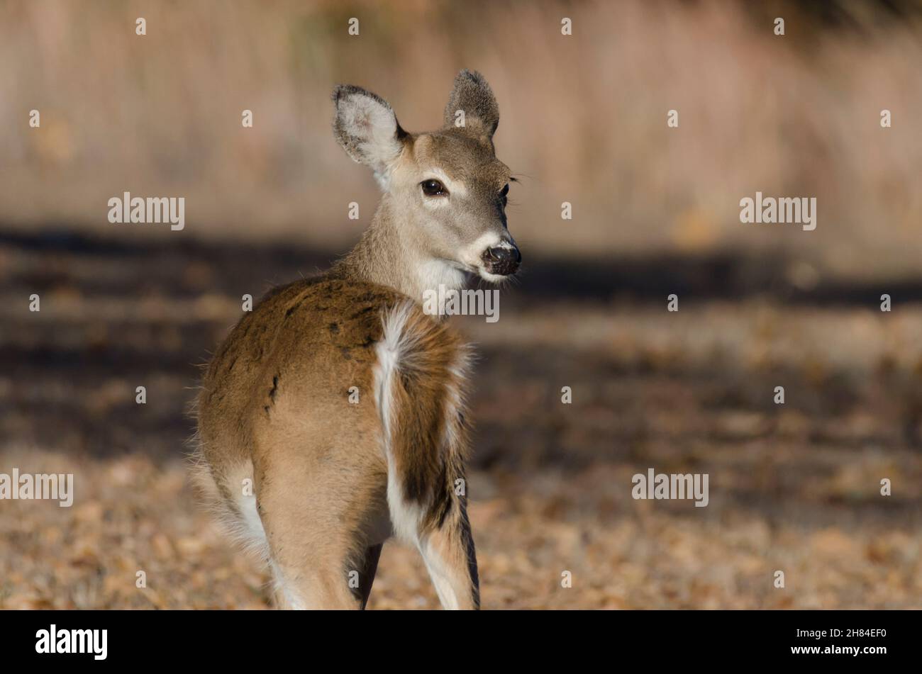 Button buck hi-res stock photography and images - Alamy