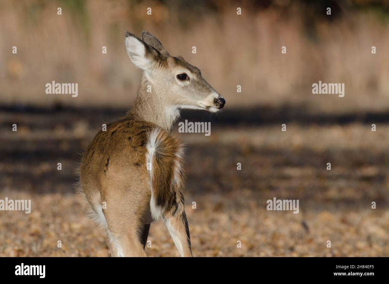 Button buck hi-res stock photography and images - Alamy