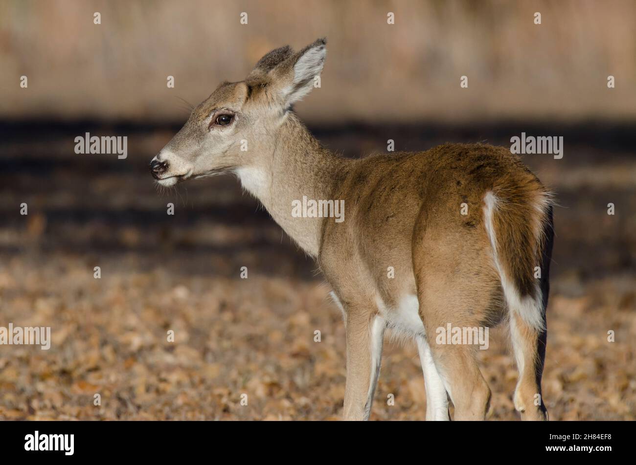 Button buck hi-res stock photography and images - Alamy