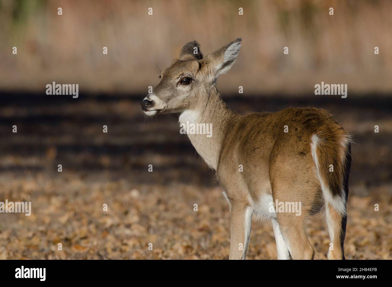 Button buck hi-res stock photography and images - Alamy