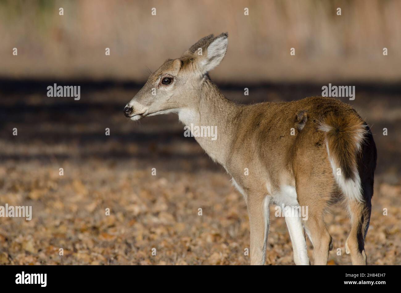 Button buck hi-res stock photography and images - Alamy