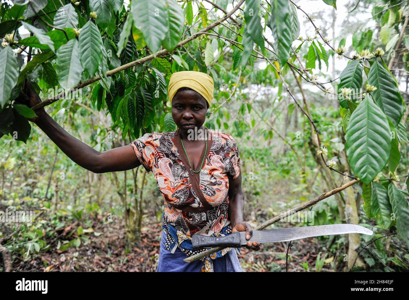 ANGOLA, Calulo, coffee plantation, woman weeds between coffee plants ...