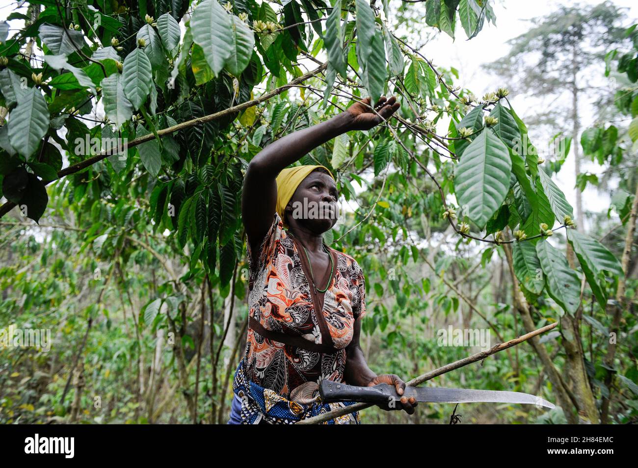 ANGOLA, Calulo, coffee plantation, woman weeds between coffee plants ...