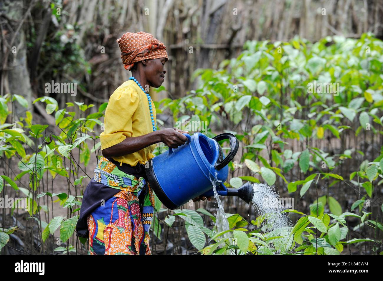 ANGOLA, Calulo, coffee plantation, woman waters coffee seedlings in ...