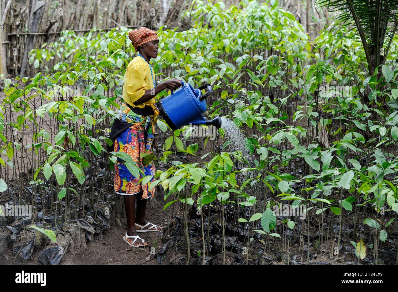ANGOLA, Calulo, coffee plantation, woman waters coffee seedlings in ...