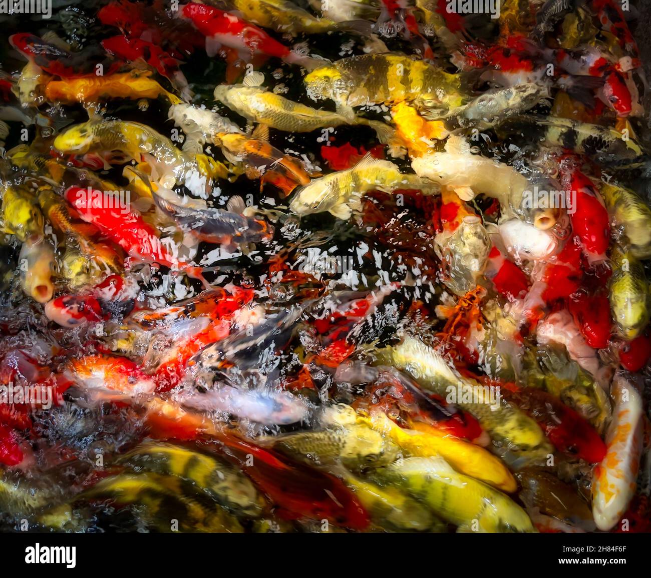 Japanese koi pond hi-res stock photography and images - Alamy