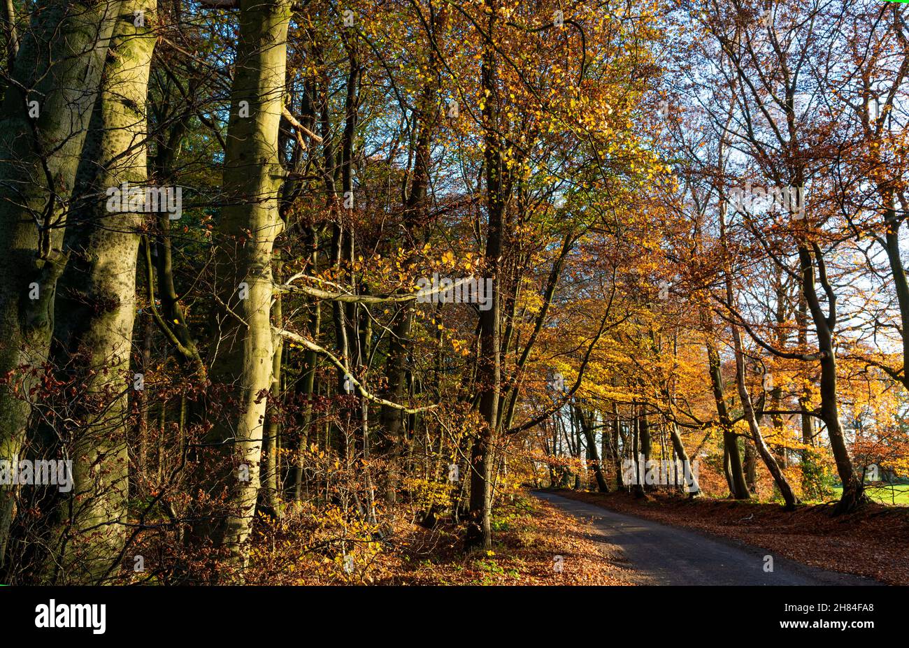 Beech trees with the November afternoon sun shining through along a ...