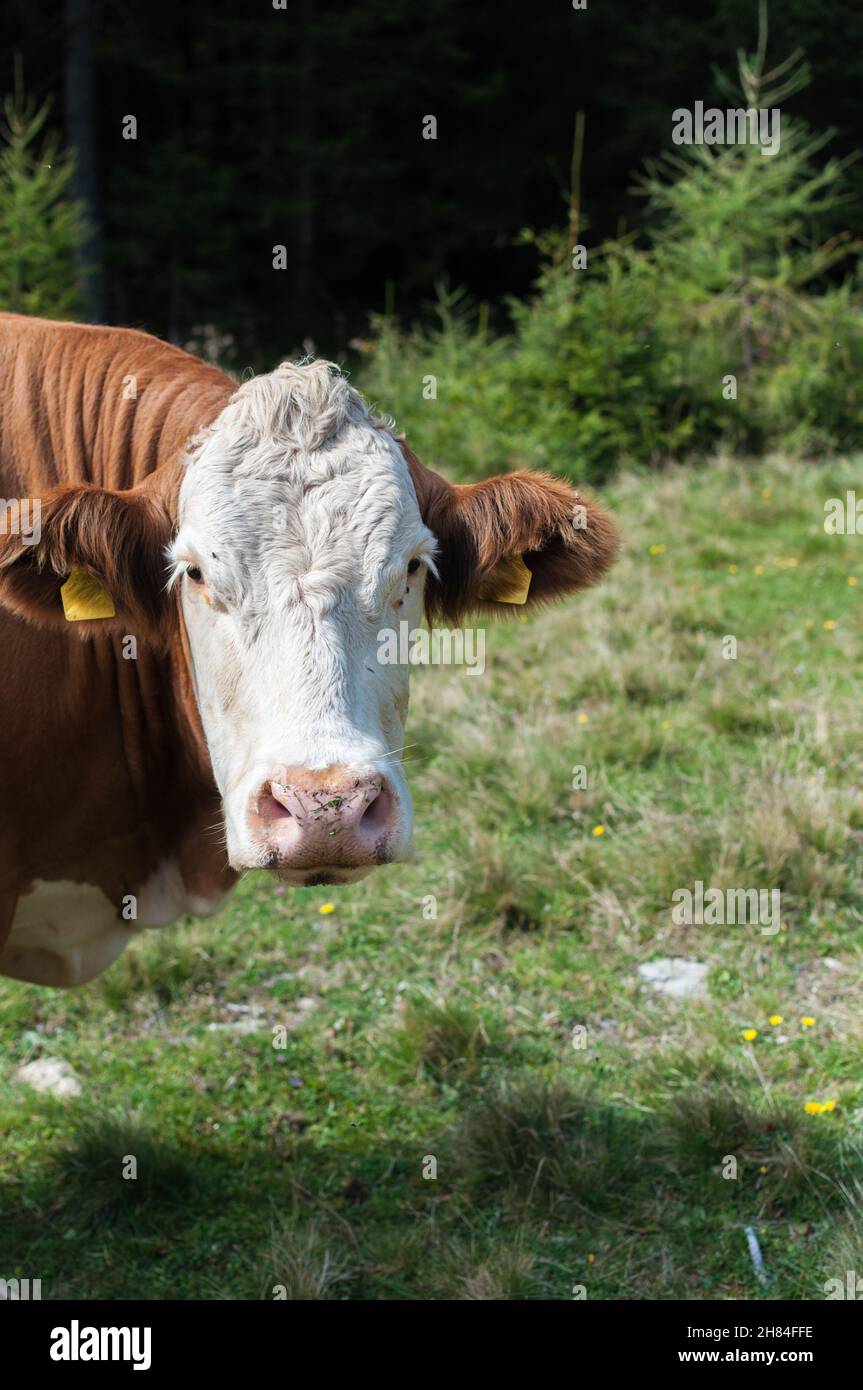 Cow looking at a camera hi-res stock photography and images - Alamy