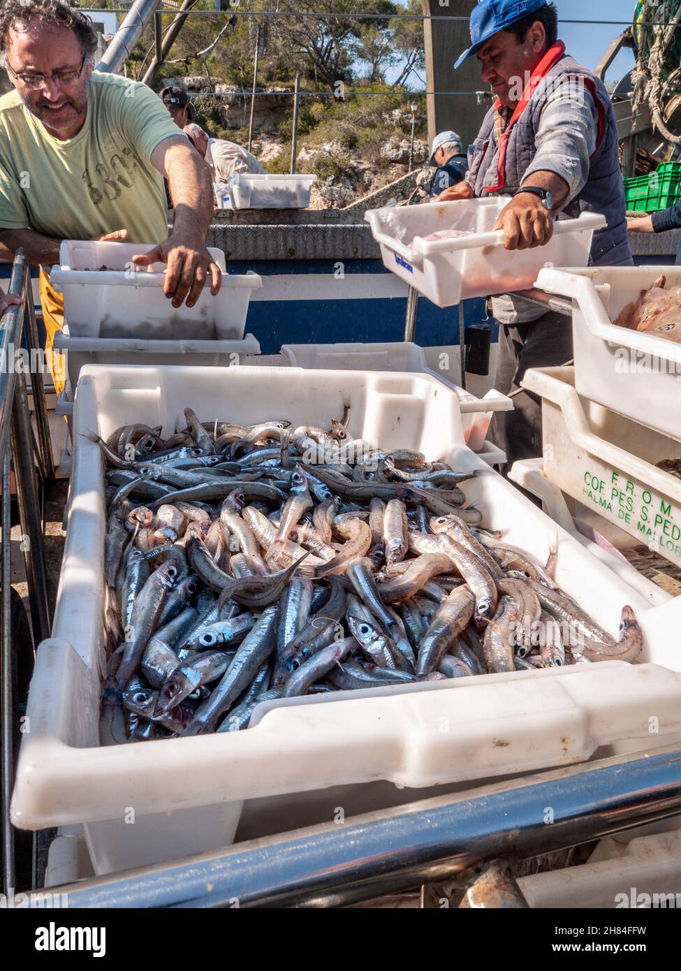 Mediterranean fish including sardines hi-res stock photography and ...