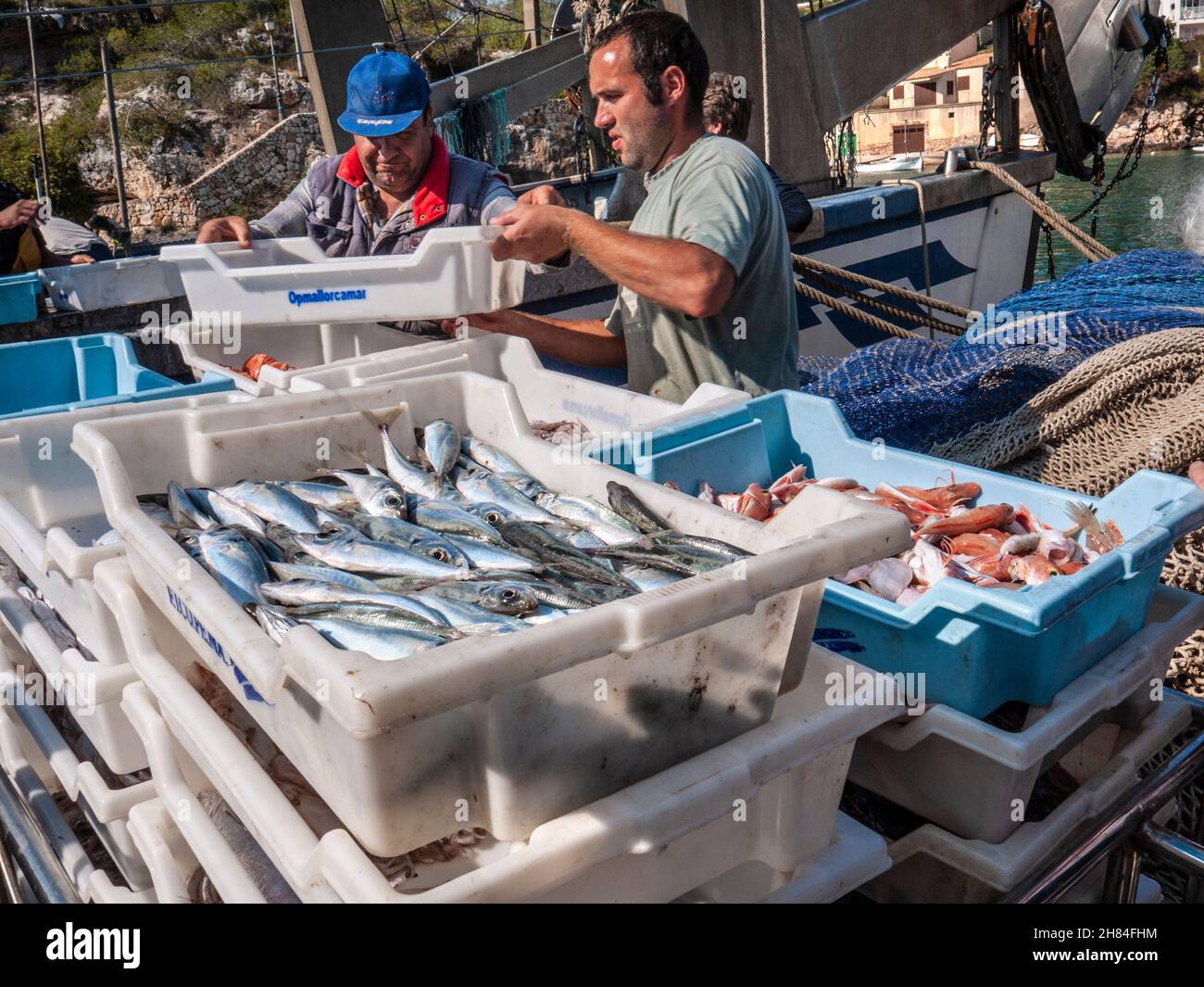 Large variety of mediterranean fish including sardines hi-res stock ...