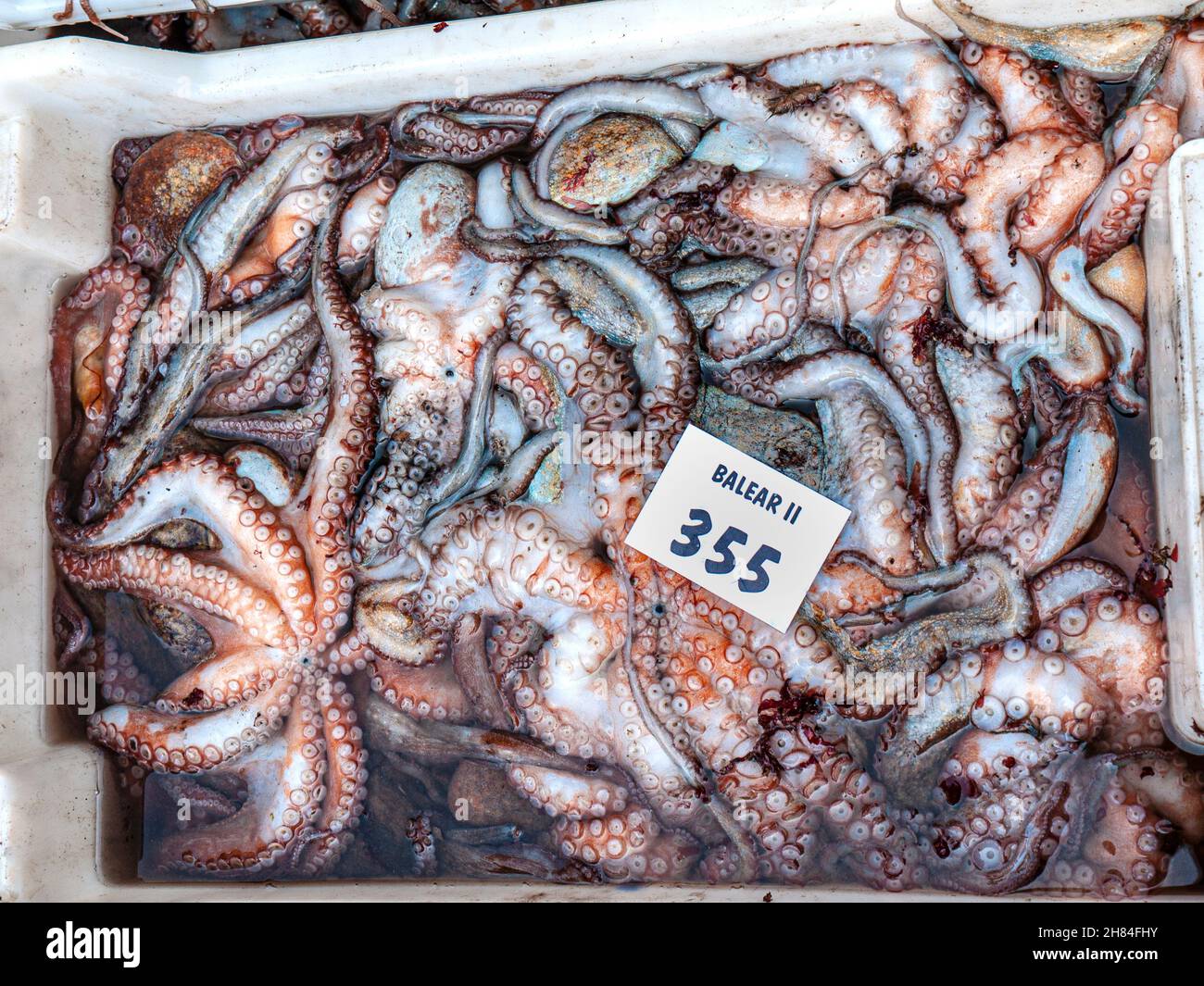 Calamar Vs Pulpo