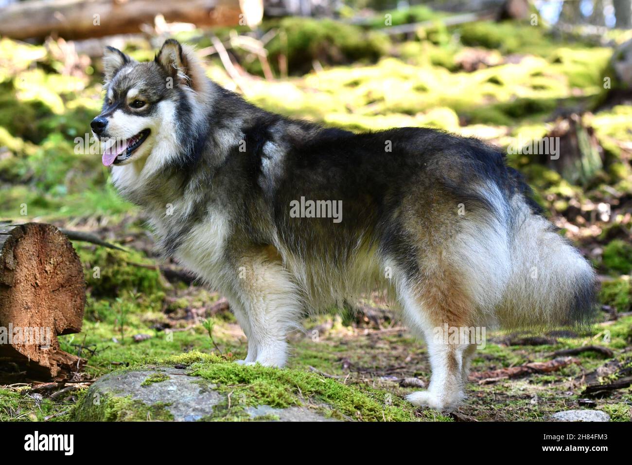 Portrait of a young Finnish Lapphund dog outdoors in the forest or ...