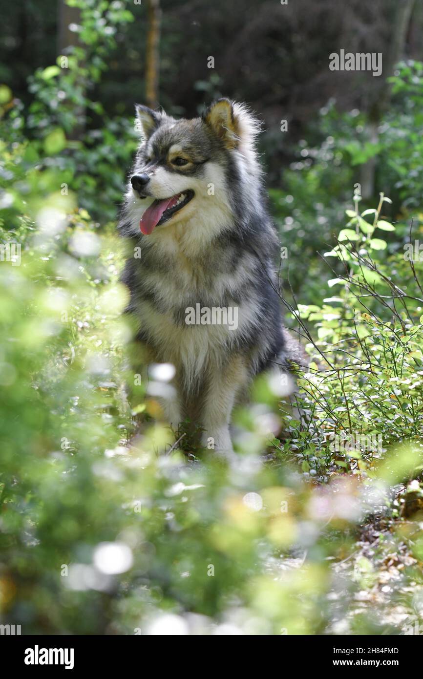 Finnish forest environment hi-res stock photography and images - Alamy