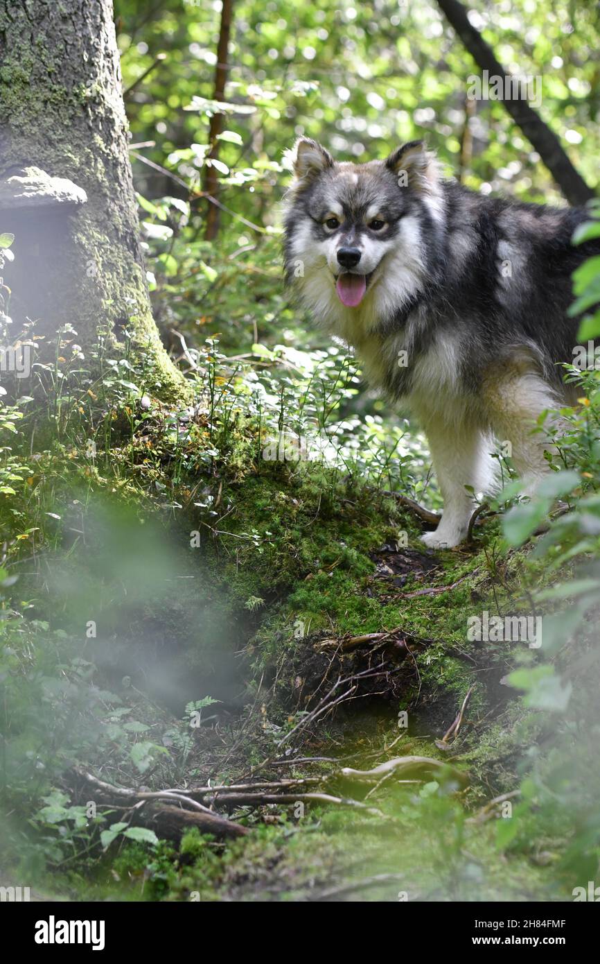 Portrait of a young Finnish Lapphund dog standing outdoors in the ...