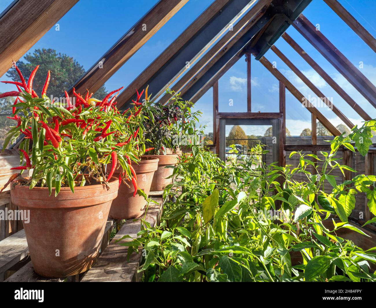 Wide variety of chillies hi-res stock photography and images - Alamy