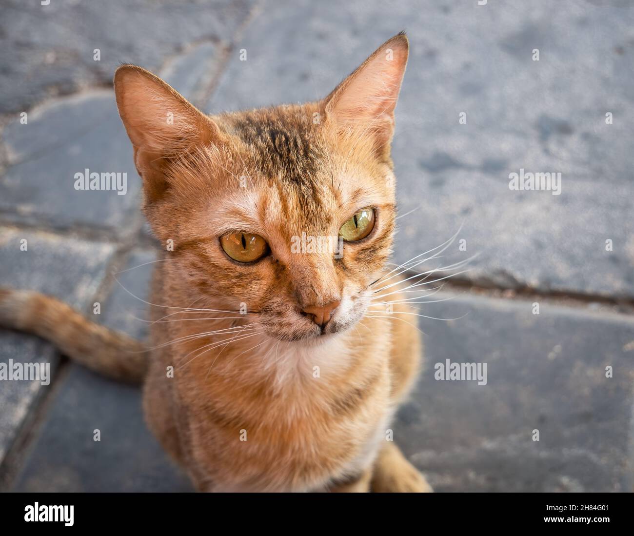 Close up portrait with a cute ginger cat Stock Photo - Alamy