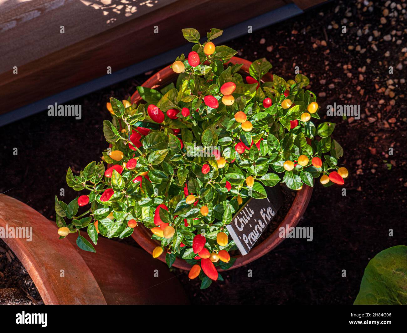 Chilli pepper 'Prairie Fire' chillies pepper or Capsicum annuum var ...
