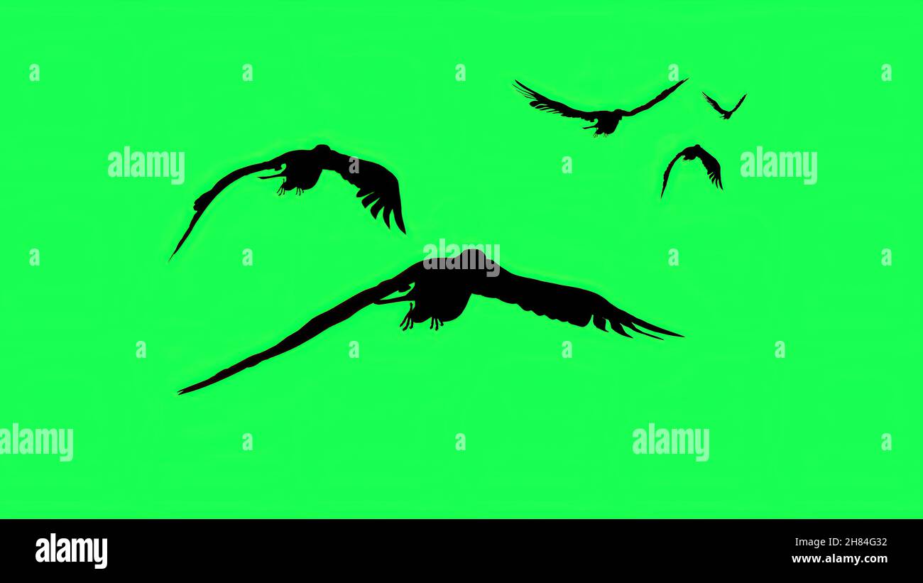 3d illustration - silhouette of Falcons Gliding and Flapping isolated ...