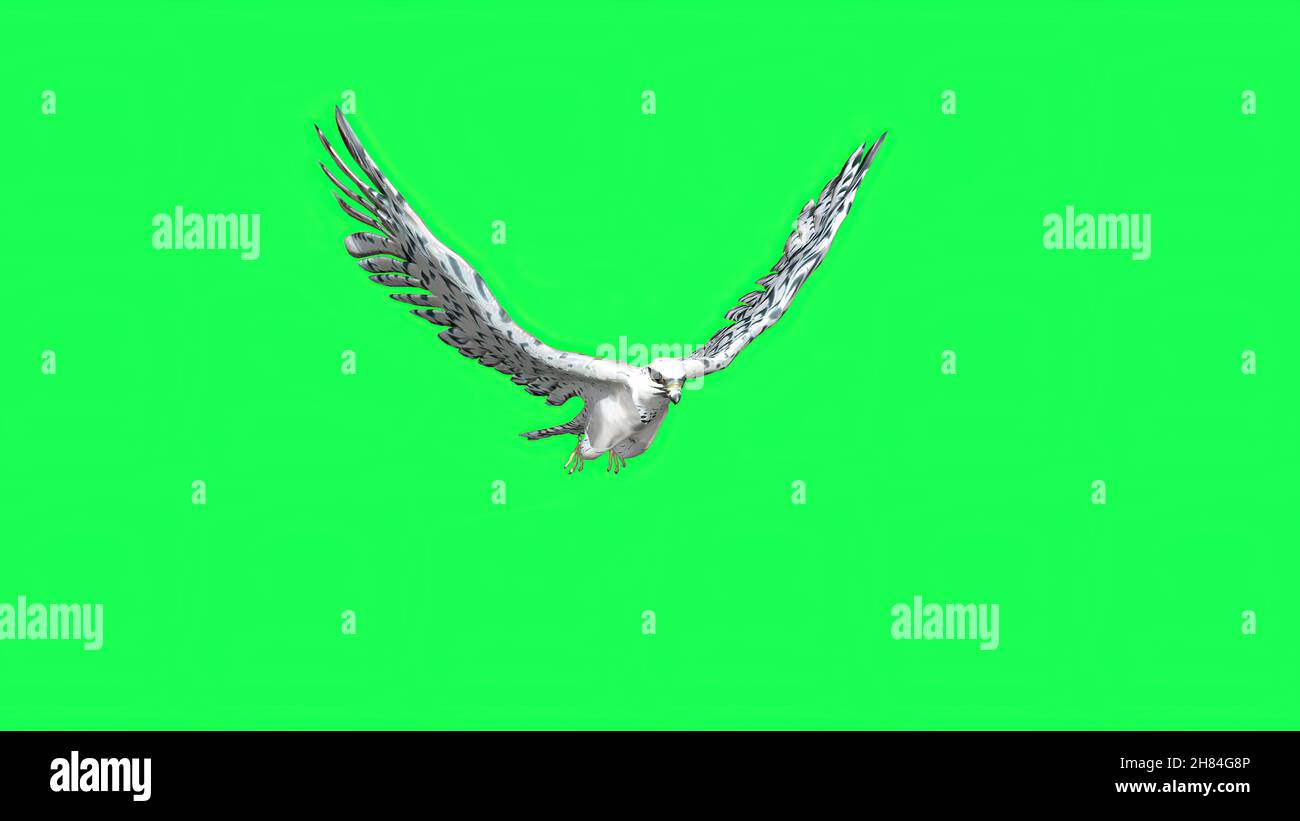 3d illustration - Falcon Gliding and Flapping, flying bird of prey ...