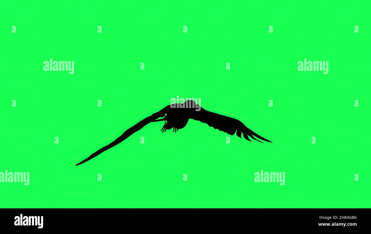 3d illustration - silhouette of Falcon Gliding and Flapping isolated on ...