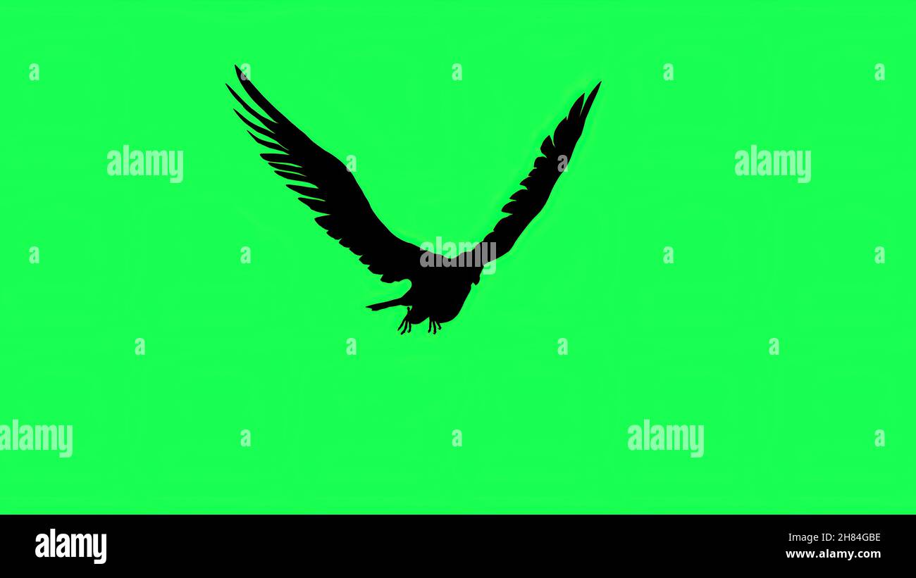 3d illustration - silhouette of Falcon Gliding and Flapping isolated on ...