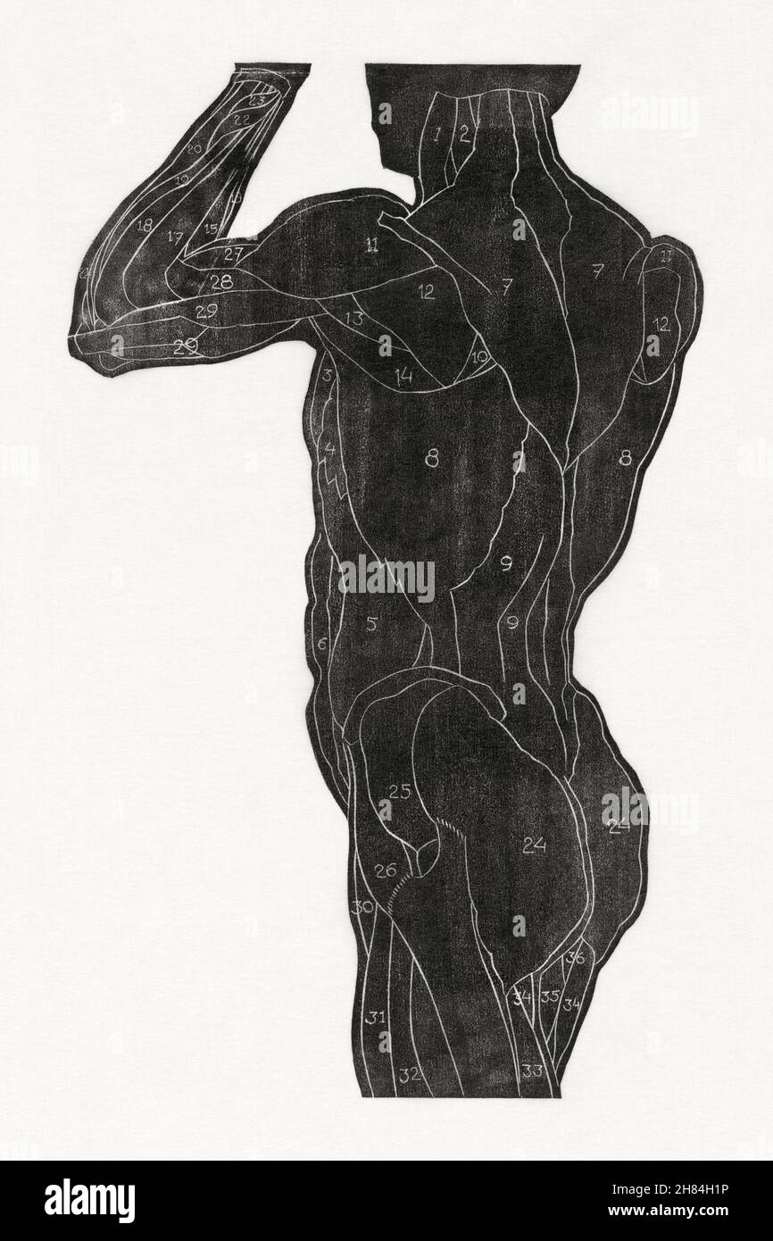 Anatomical study of a man's back and butt muscles in silhouette (1906 ...