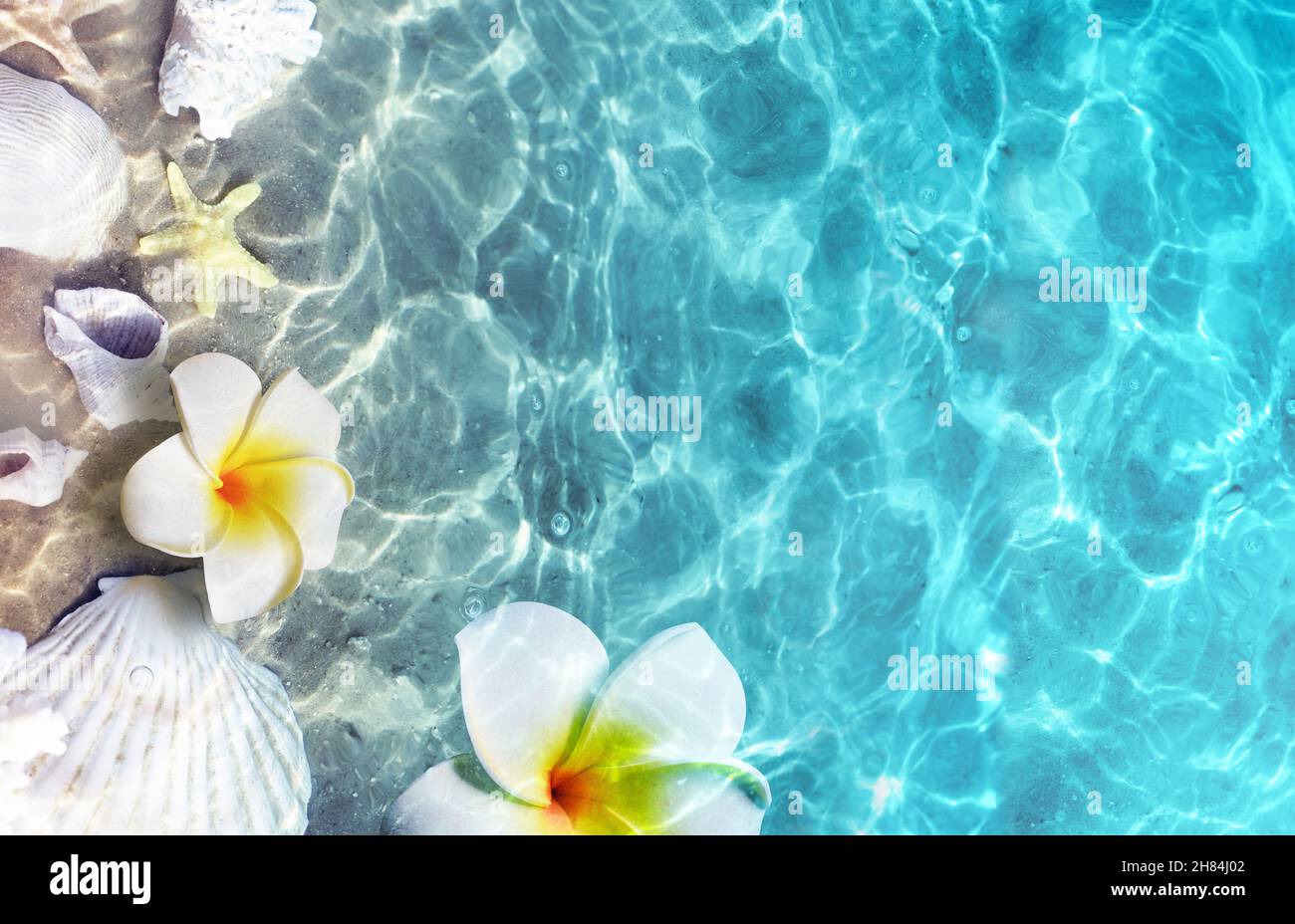 Starfish, flower and seashell on the summer beach in sea water. Summer ...