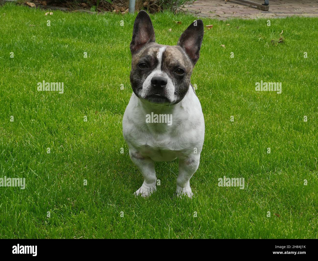 Bulldog looking straight at camera hi-res stock photography and images ...