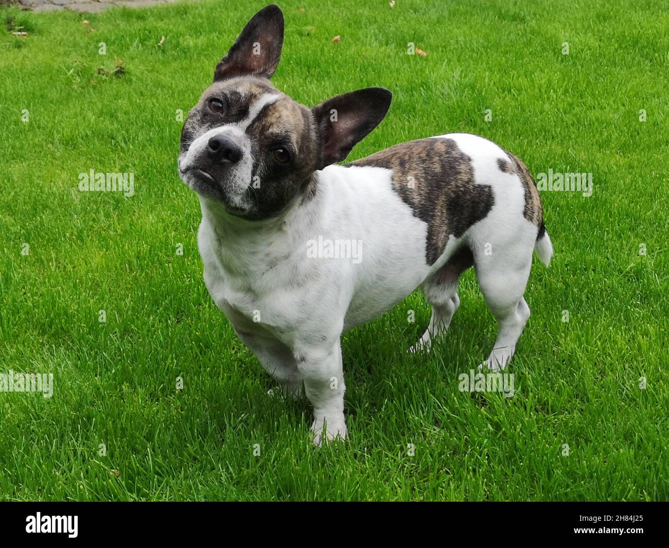 Muscular dog hi-res stock photography and images - Alamy