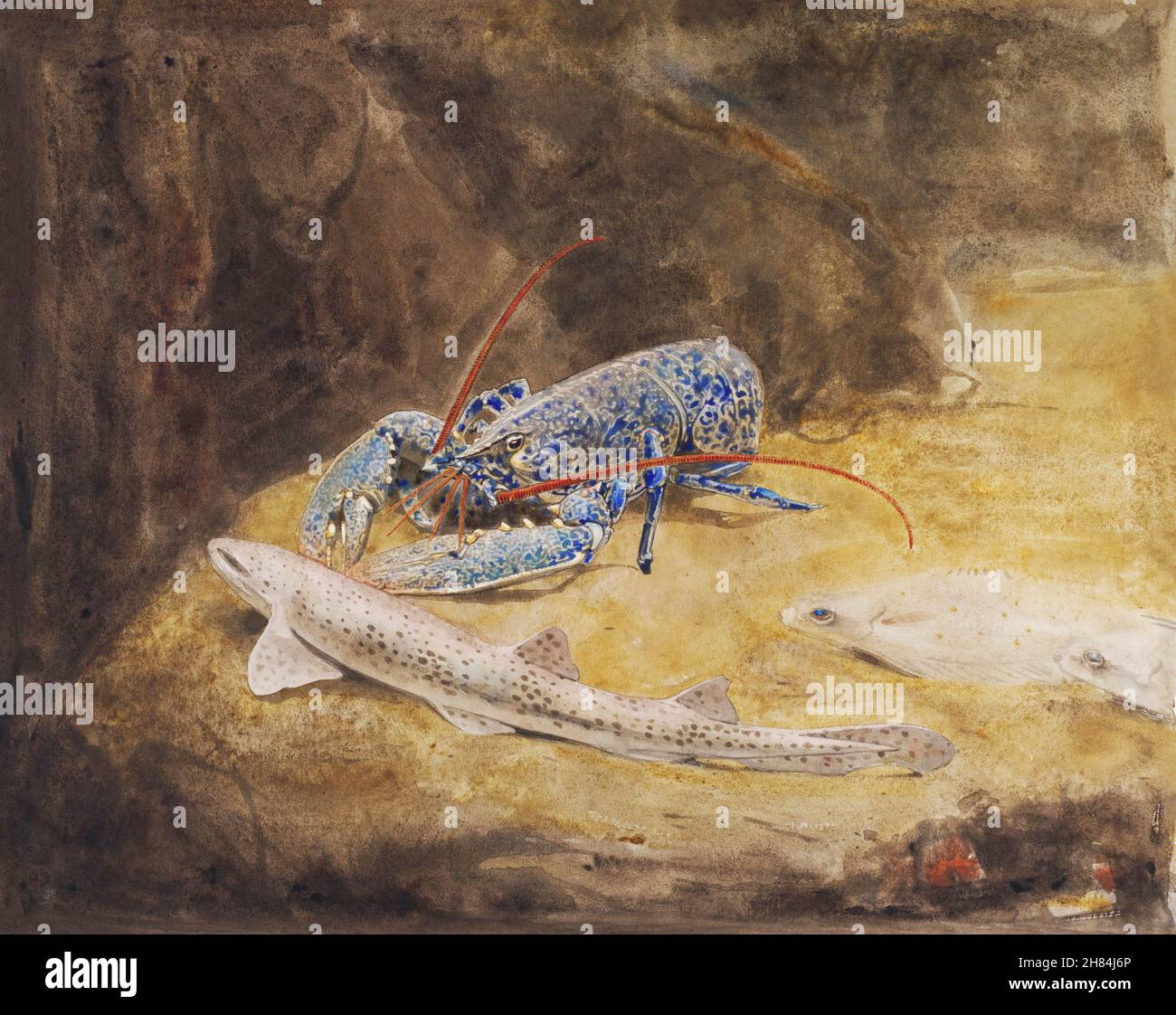 Aquarium with three North Sea fish: Lobster, Dogfish and Plaice (ca ...