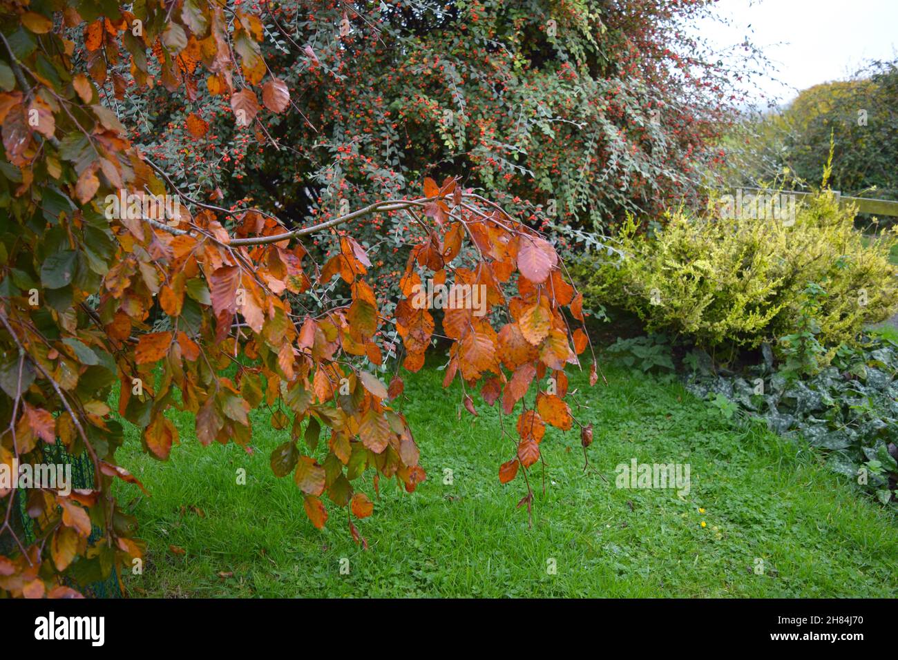 Gorgeous Autumn trees in English garden Stock Photo - Alamy