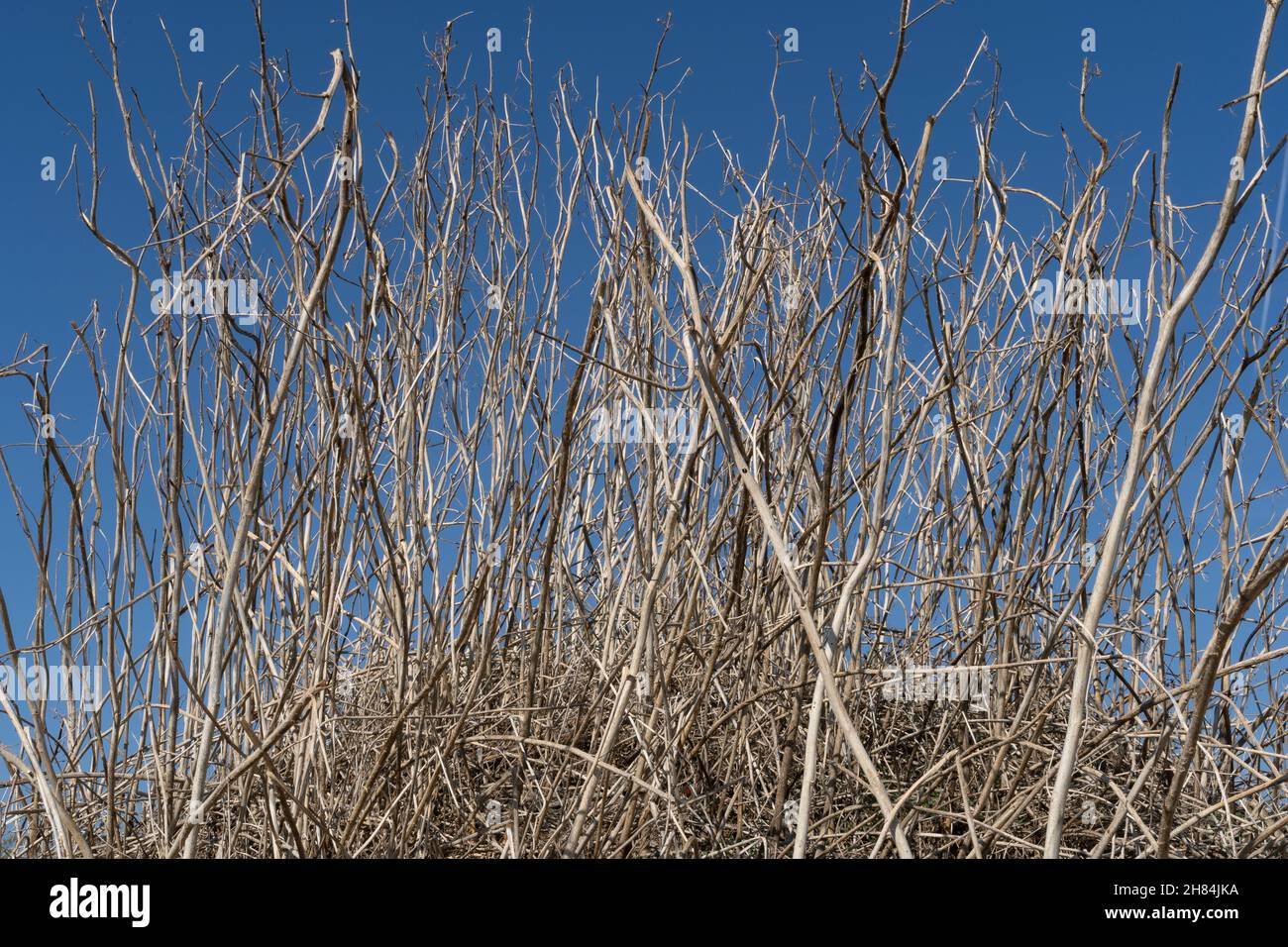 Wild nature with dry gray plants Stock Photo - Alamy