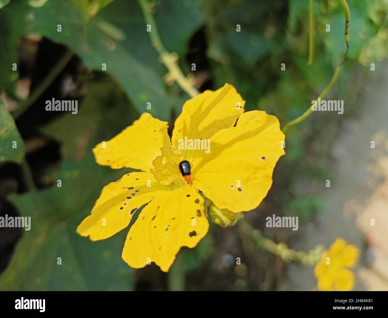Closeup of a bug on an evening-primrose rotting in a garden under the ...