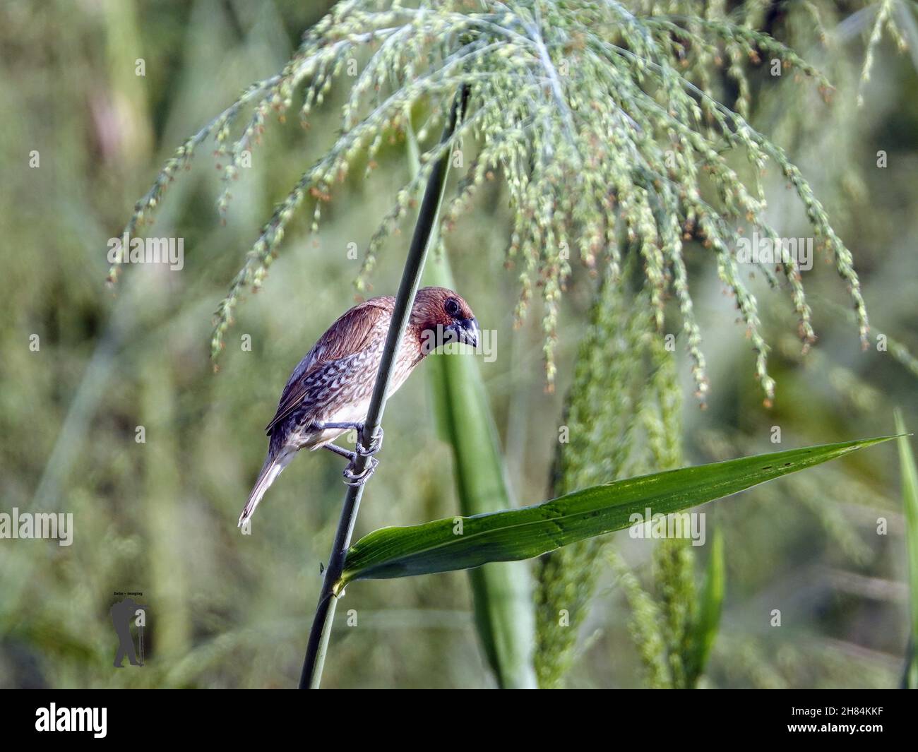 Selective focus shot of a Scaly-breasted munia bird Stock Photo - Alamy