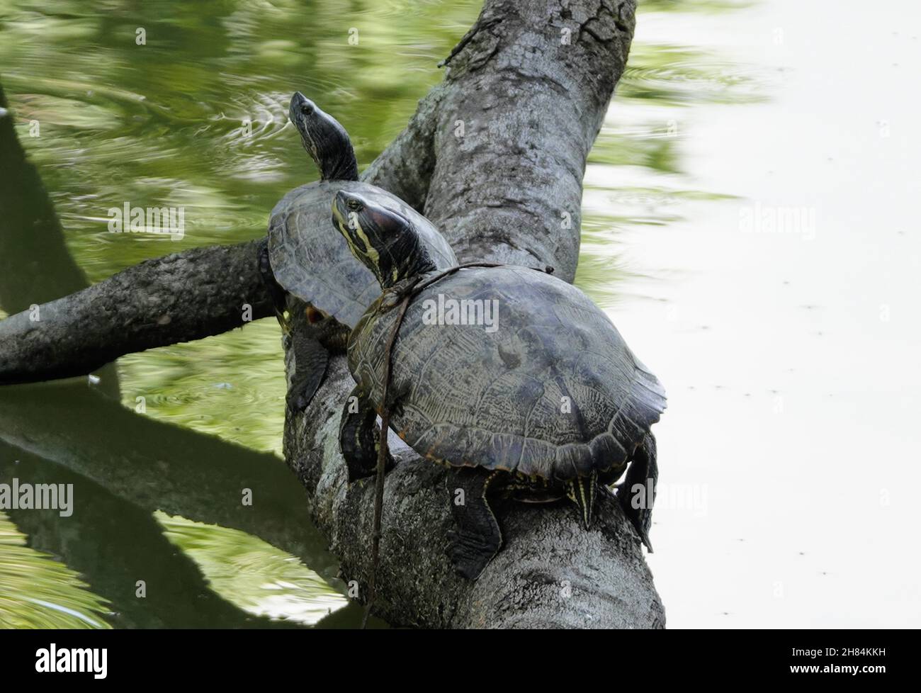 High angle shot of turtles on the wood in a lake Stock Photo - Alamy