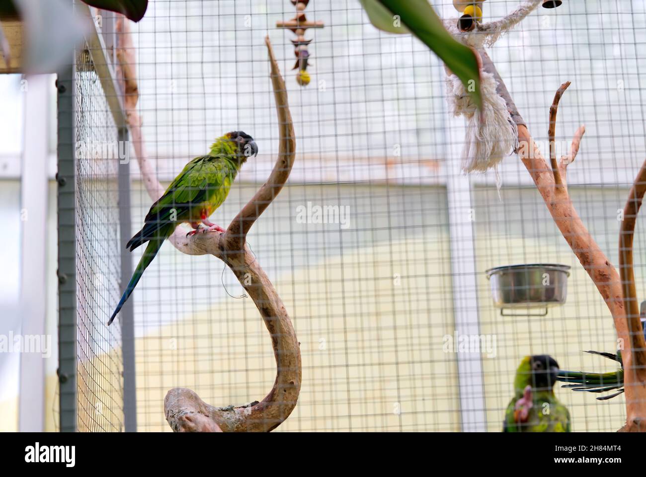 Beautiful wild parrot in a birdcage Stock Photo - Alamy