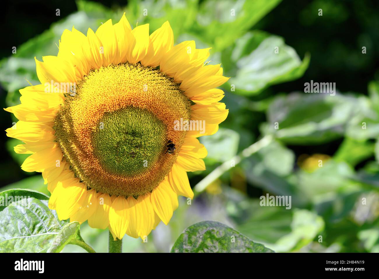 common sunflower in botanic garden Stock Photo - Alamy