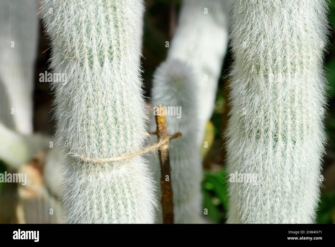 Silver torch cactus plant, latin Cleistocactus strausii. known as ...