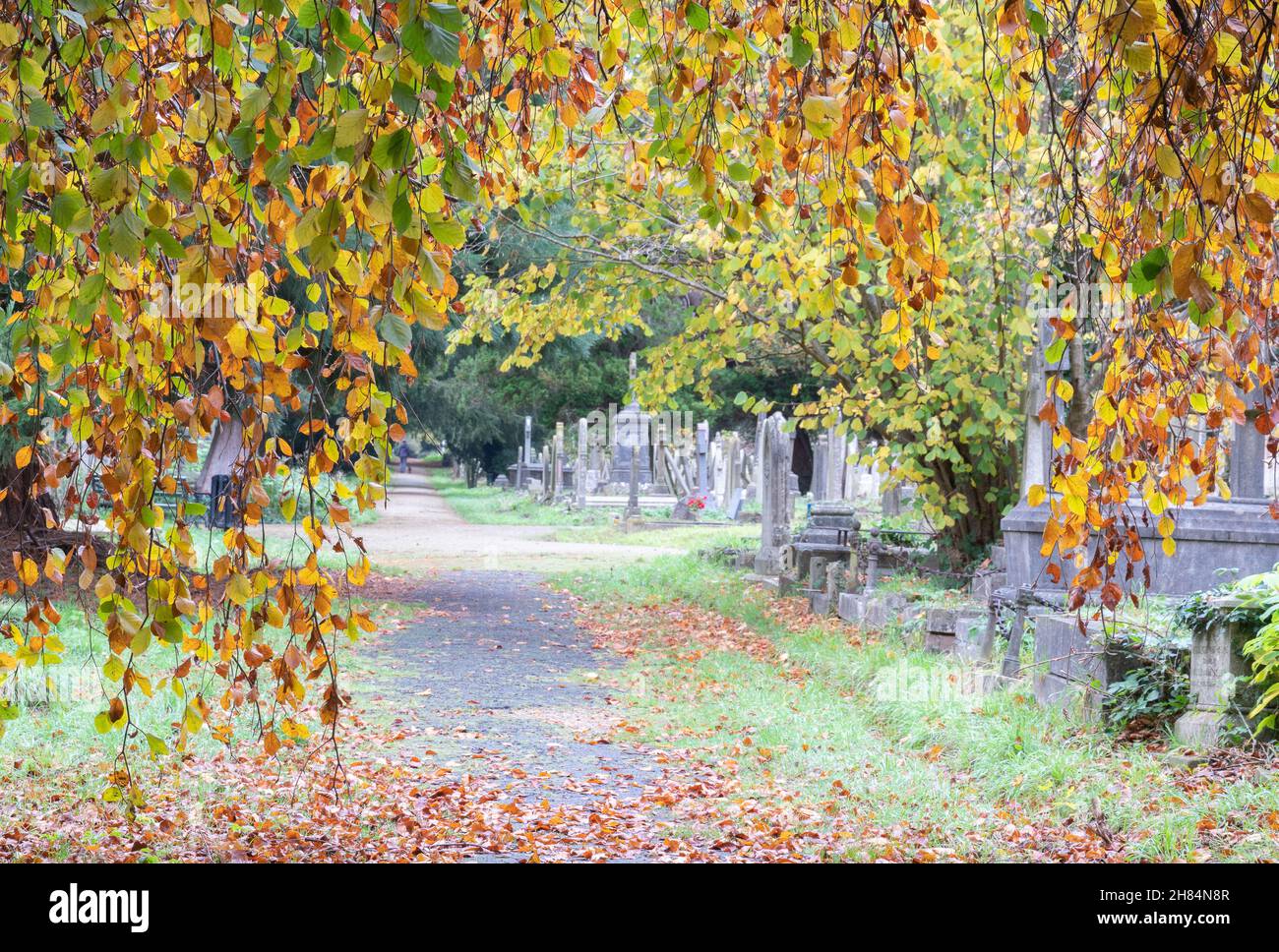 autumn in Southampton Old Cemetery Stock Photo - Alamy